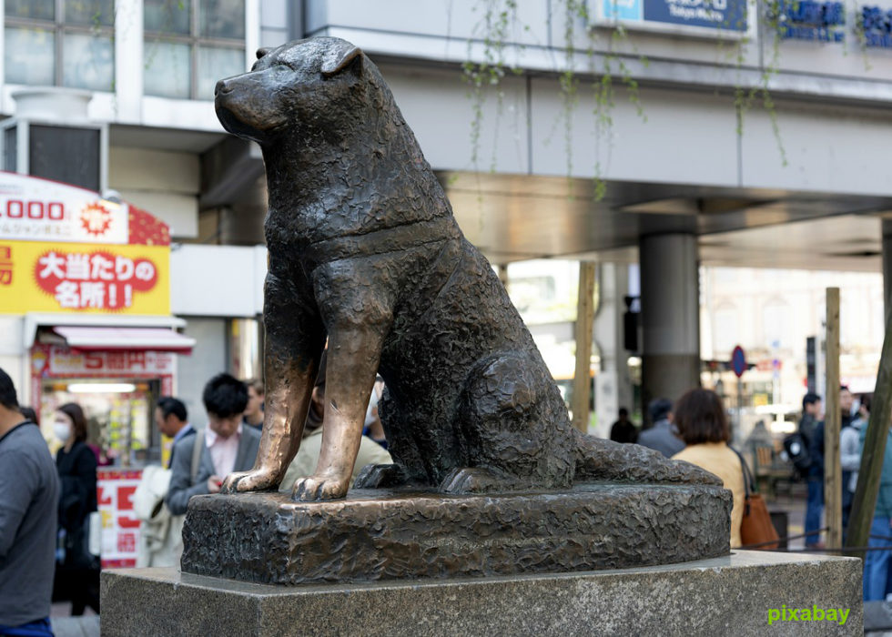 Visiter les villes qui aiment les chiens | Pichon Voyageur